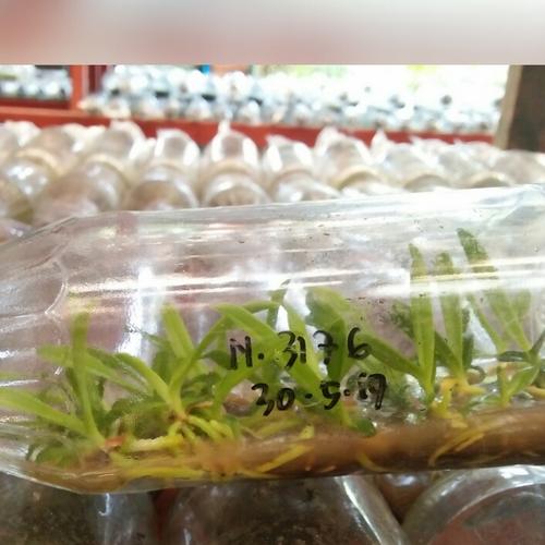 Jual Bibit Botol Anggrek Vanda Hybrid - Kab. Malang - Reno Orchids ...