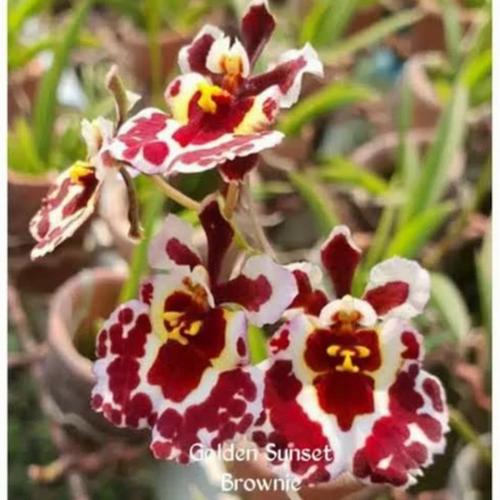 Jual anggrek tolumnia golden sunset brownie (jenis anggrek mini ...