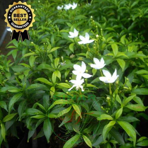 Jual tanaman rombusa mini/sabrina mini/saberna/tanaman hias gratis pot ...