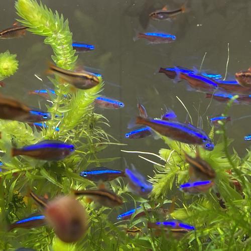 Jual ikan cardinal tetra jumbo XL - Kota Surabaya - tokoobatcinaasli ...