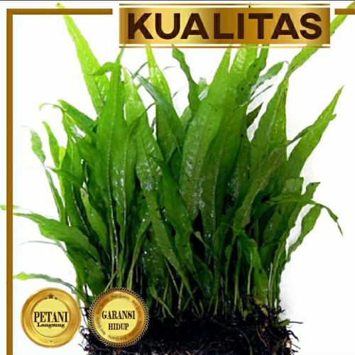 Jual Tanaman Air Aquacape Kadaka Java Fern Paling Kuat, Dijual Per 3 ...