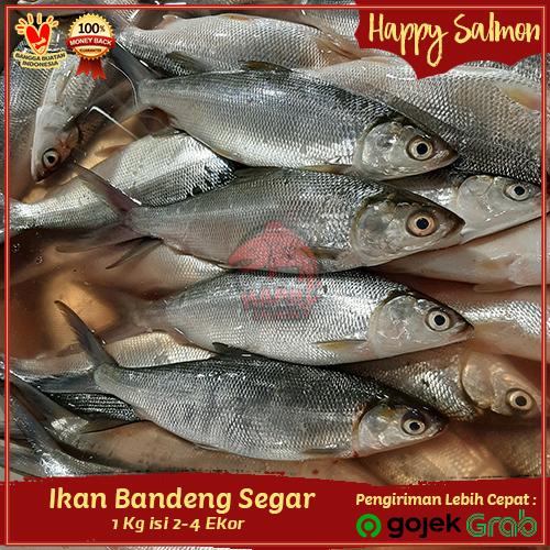 Jual Ikan Bandeng Super Segar (Premium) / Bandeng Laut 1 kg isi 2-4 ...