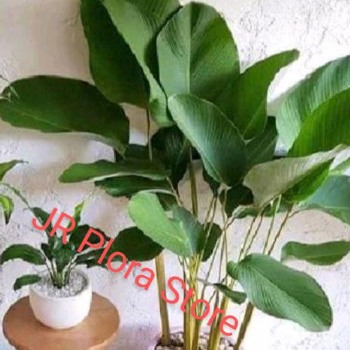 Jual TANAMAN HIAS Calathea LUTEA/CALATEA - Kab. Bogor - JR Flora Store ...