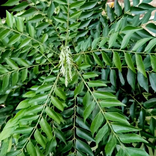 Jual DAUN KARI/SALAM-KOJA/TEMURUI WILiD CURRY LEAVES/ - Kab. Bogor ...