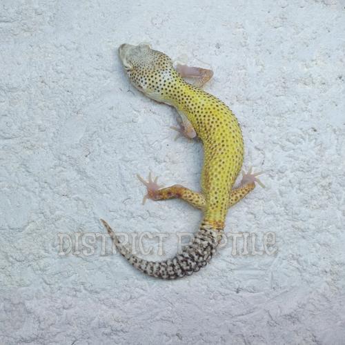 Jual Leopard Gecko Snow Radar - Kab. Kudus - District Reptile | Tokopedia