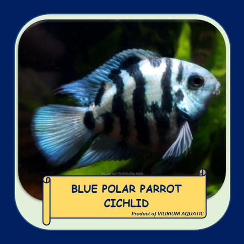 Jual IKAN HIAS AIR TAWAR - BLUE POLAR PARROT aka BLUE CONVICT - ±2cm ...