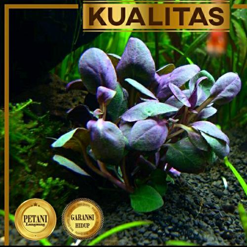 Jual Lobelia Cardinalis Media Wabikusa Tanaman Air Aquascape Hijau Ungu ...