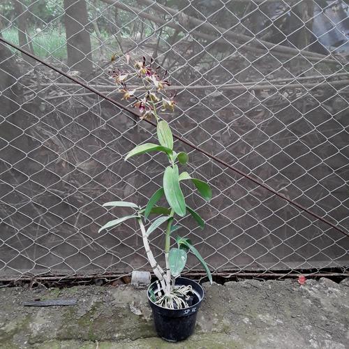 Jual dendrobium lasianthera berbunga spesies anggrek papua - Kota Batu ...