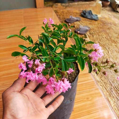 Jual POHON SAKURA BUNGA PING-bibit tanaman sakura ping - Kab. Bogor ...