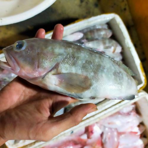 Jual kerapu kodok/bendera segar - Jakarta Utara - IKAN SEGAR ...