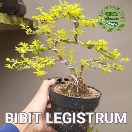 Jual Bibit Legistrum Kuning // Legistrum Tanaman Hias Bahan Bonsai ...