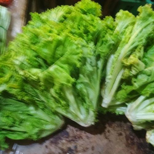 Jual daun selada/salada - Jakarta Selatan - sayur bang bewok | Tokopedia