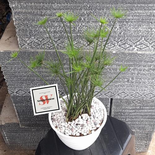 Jual TANAMAN HIAS PAPYRUS AIR/POT TAWON - Jakarta Utara - Sanggar ...