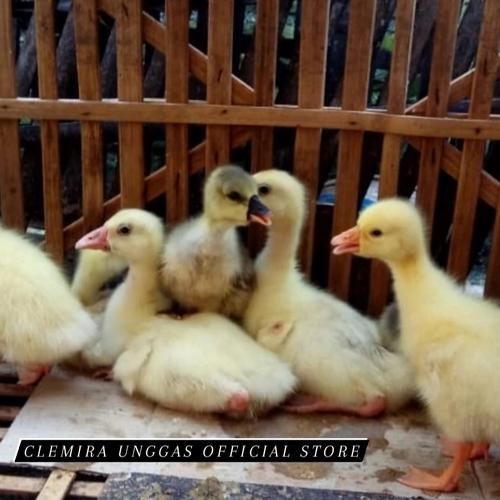 Jual Anakan Soang / Anakan Angsa / Anak Soang / Anak Angsa - Harga ...