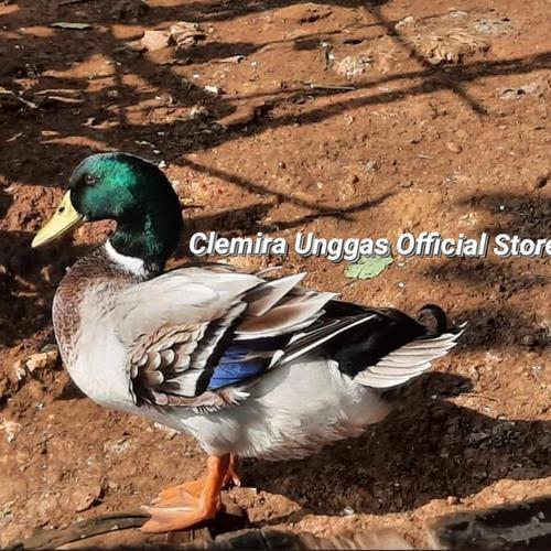 Jual Bebek Kepala Hijau - Bebek Hias - Bebek Unik - Bebek Kepala Ijo ...