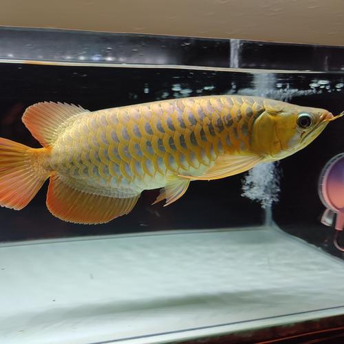 Jual sr arwana super red arowana merah chili blood bluebase ikan - Kab ...