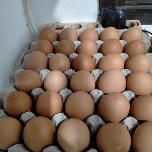Jual telor murah dan fresh per 1 kg - Kota Bandung - KAZULSHOP | Tokopedia