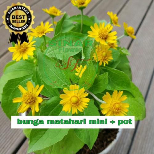 Jual bunga matahari mini/tanaman hias/pohon bunga matahari mini gratis ...