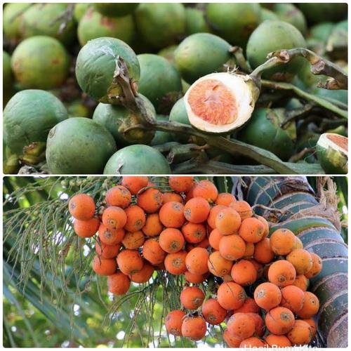 Jual Pinang Tua & Muda 200gram Jambe Pinang Segar Fresh Herbal - Kab ...