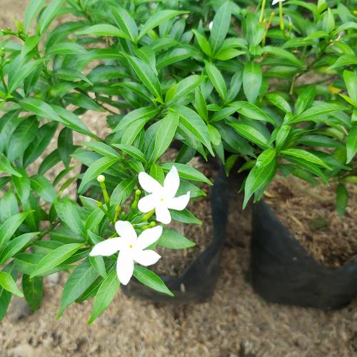 Jual Tanaman rembosa mini - Jakarta Barat - dayplant landscape | Tokopedia