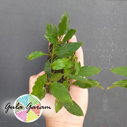 Jual Anubias SP Media Pakis Tanaman Air Aquascape Hijau Segar Indah ...