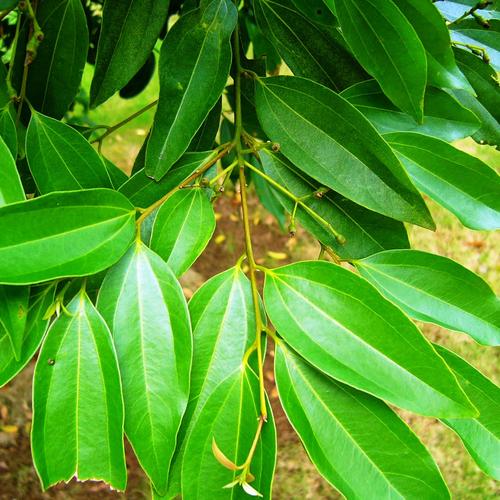 Jual DAUN KAYU MANIS SEGAR 500GRAM/PETIK LANGSUNG - Kab. Samosir - Uly ...