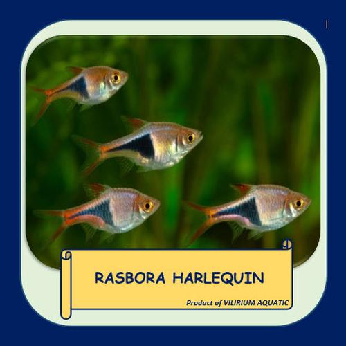 Jual IKAN HIAS AIR TAWAR - RASBORA HARLEQUIN - Jakarta Pusat - Vilirium ...