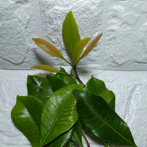 Jual DAUN CENGKEH BASAH 250 GRAM - Kab. Pangandaran - Srijayatani ...