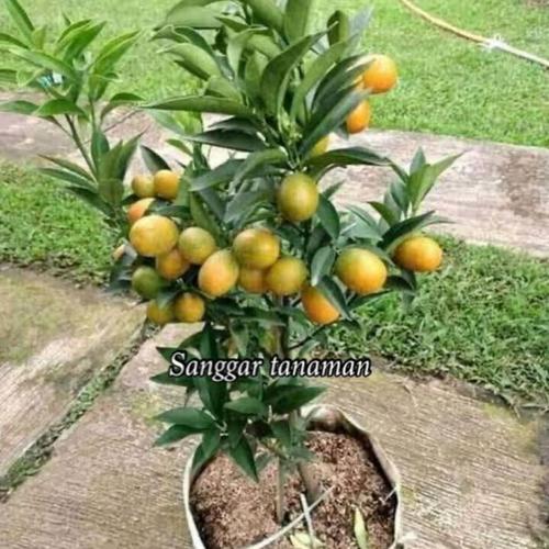 Jual TANAMAN JERUK NAGAMI SUDAH BERBUAH - Jakarta Utara - SANGGAR ...