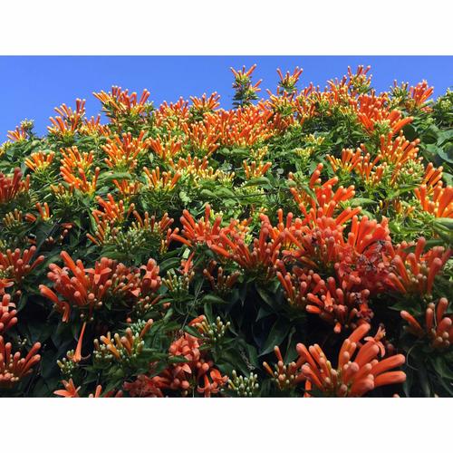 Jual Tanaman Hias Rambat Bunga Flame Vine Jalaran Api - Kab. Kediri ...