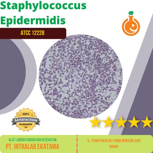 Jual Bakteri Staphylococcus epidermidis, strain: ATCC 12228 (1 vial ...