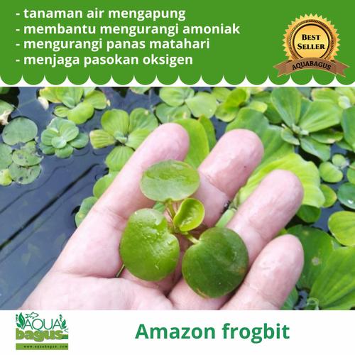Jual Amazon Frogbit Tanaman Aquascape Mengapung Aquarium Kolam - Kota ...