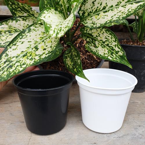 Jual NKT BASIC POLOS 8CM pot mini pot kaktus pot semai pot kecil mungil ...
