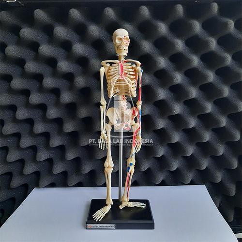 Jual Model Anatomi Manusia Mini 4D - Model Kerangka Manusia - Jakarta ...