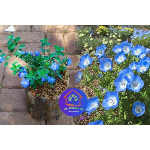 Jual Baby blue eyes bunga biru Tanaman hias outdoor berbunga cantik ...