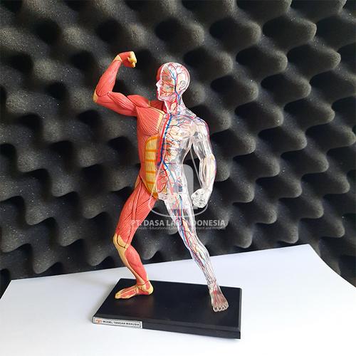 Jual Model Anatomi Manusia Mini 4D - Model Otot dan Saraf Manusia ...