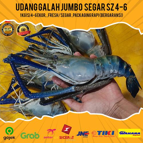 Jual Udang Galah JUmbo Segar 1 kg isi 4-6 ekor Gede Segar/Fresh ...