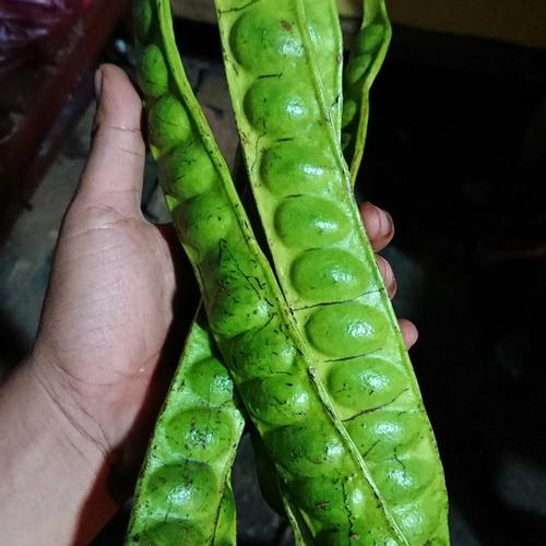 Jual Pete - Kota Tangerang Selatan - SAYUR NUSANTARA JAYA | Tokopedia