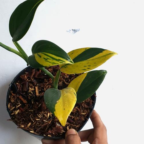 Jual scindapsus variegata yellow - Kab. Bogor - happyplantbogor | Tokopedia