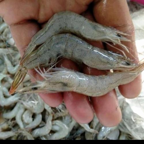 Jual udang API super fresh - Jakarta Barat - cahaya laut mandirii ...