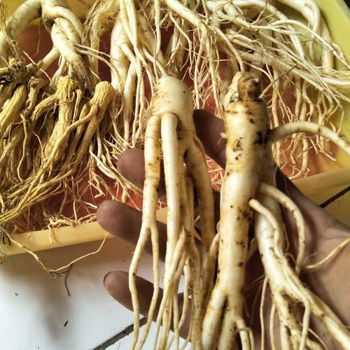 Jual asli ginseng segar merah korea untuk herbal - Jakarta Pusat ...