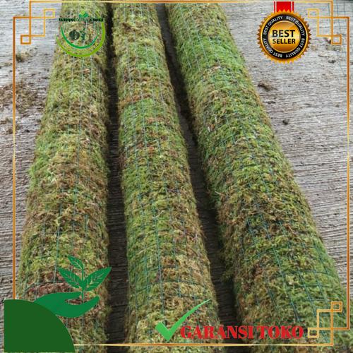 Jual turus lumut hidup jumbo 1 m - Kab. Cianjur - Uniquearya | Tokopedia