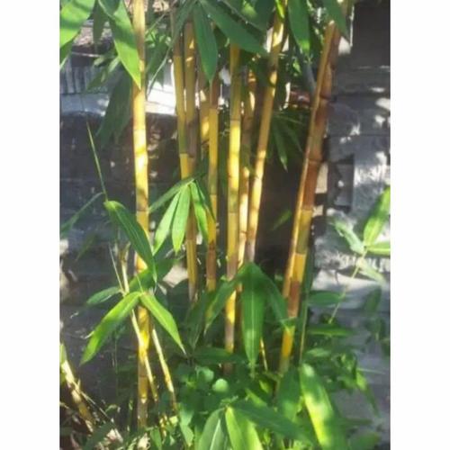 Jual stek tanaman bambu kuning bisa tanam di pot / kebun taman - Kab ...