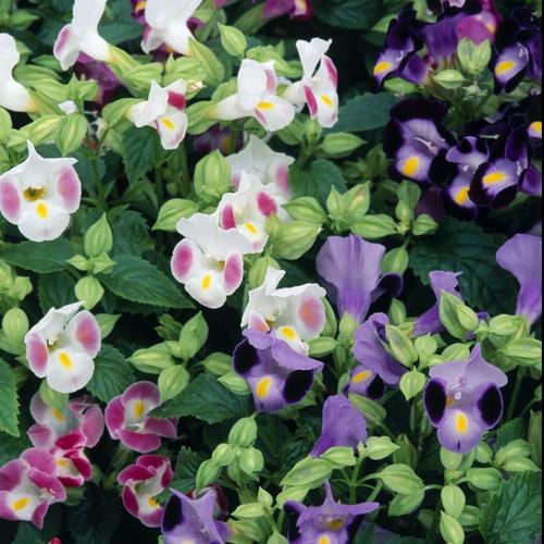 Jual Tanaman Hias Bunga Teronia Edible Flower - Kota Bandung - Usaha ...