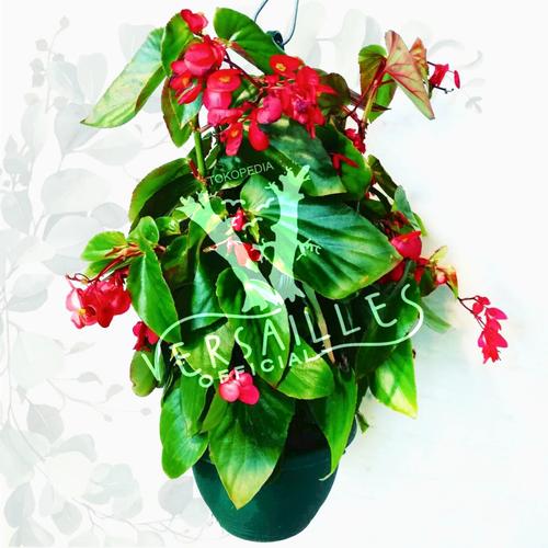 Jual Tanaman Hias Bunga Green Wing Plant Dragon Unik Rare Begonia ...