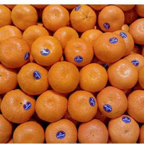 Jual JERUK HONEY MURCOTT AUSTRALIA 1KG - Jakarta Selatan - DODO ...
