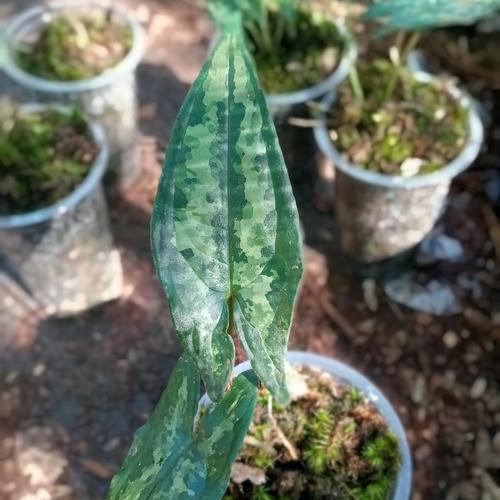 Jual hapaline tricolor tanaman - Kab. Sekadau - ALOCASIASTORE | Tokopedia