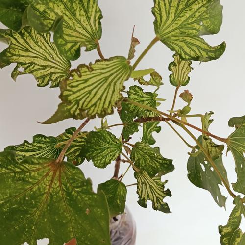 Jual pohon waru wayang tanaman - Kota Batu - plant inshop | Tokopedia