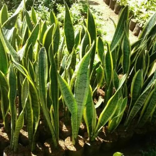 Jual Bibit lidah mertua siap tanem berkulitas - Jakarta Barat ...