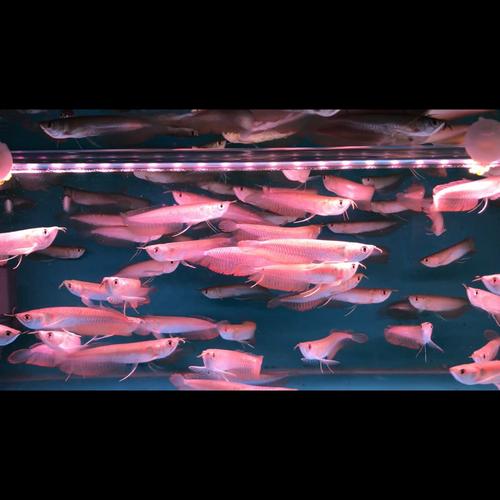 Jual Arwana Silver Brazil 14cm / arowana silver brazil serat merah 14cm ...